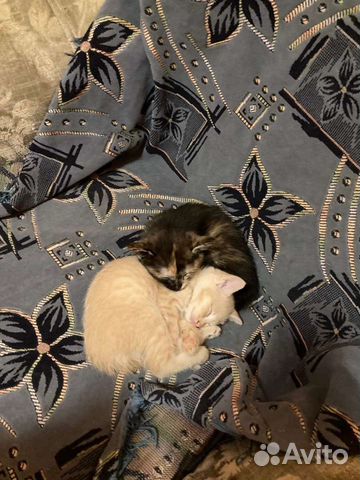 Кошечки