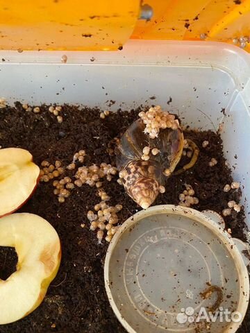 Улитки ахатины маленькие