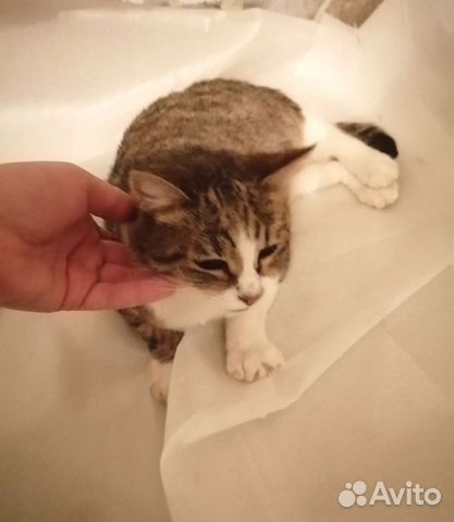 Кошечка в добрые руки