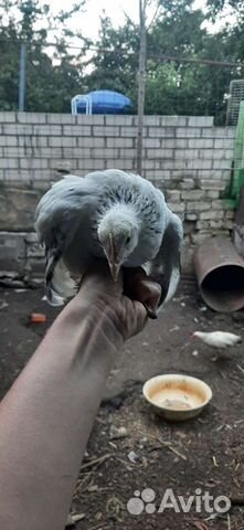 Цыплята подрощенные, утка