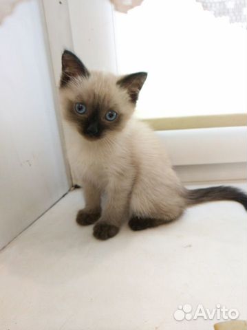 Котенок в добрые руки