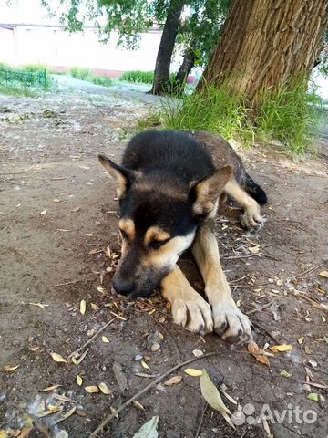 Пристраииваем собаку. Кабель молодой