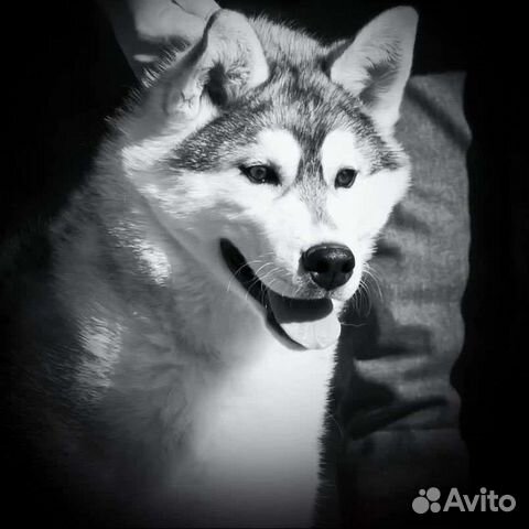 Кобель Сибирский хаски
