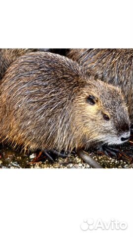 Нутрии самец