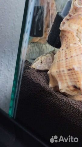 Боции бесплатно рыбки