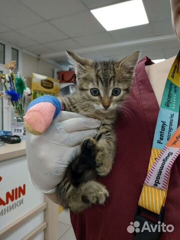 Беспалый котенок