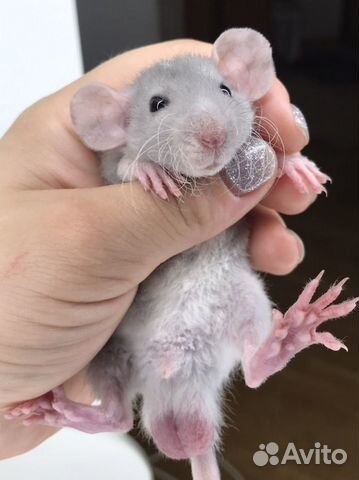 Крыса дамбо блейз голубой вельветин агути норковый