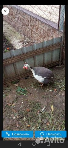 Цесарки семья