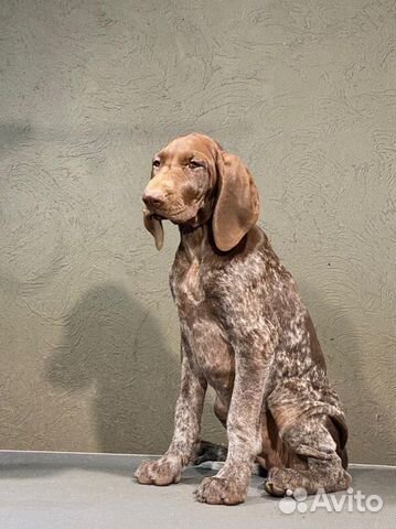 Курцхаар немецкий