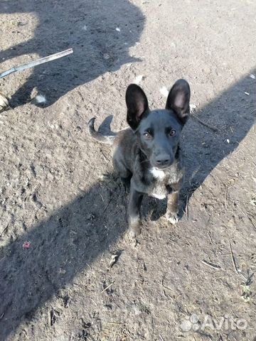 Щенок в добрые руки бесплатно