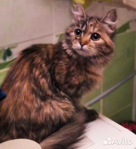 Мини-Кошка в дар