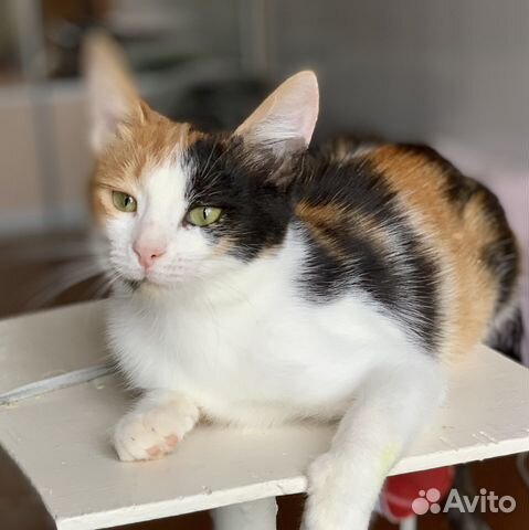 Кошки бесплатно