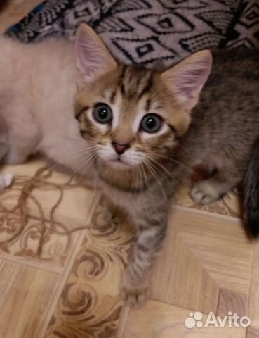 Шотландские котята в добрые руки