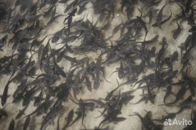 Малек бестер