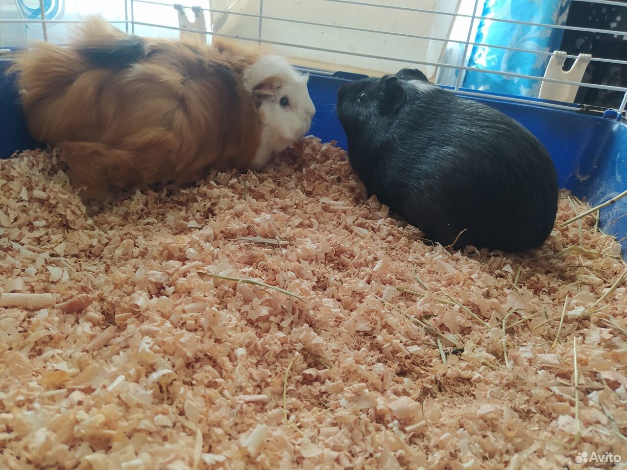 Морские свинки с клеткой