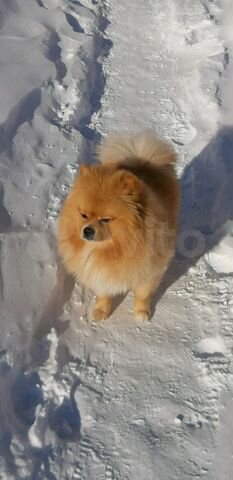 Шпиц крупный на вязку