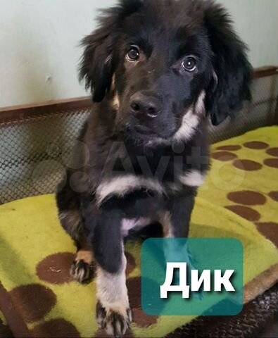 Щенок