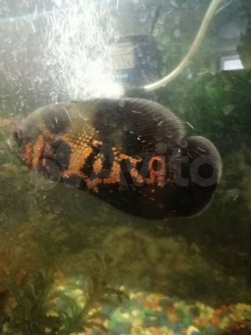 Хишник рыбка