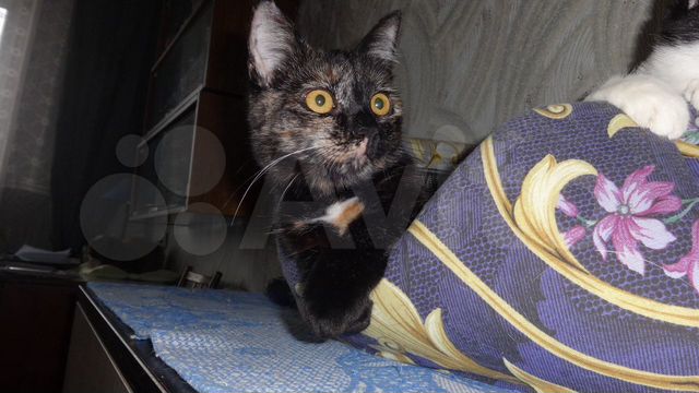 Черепаховая кошечка