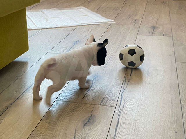 Две девочки белоснежки и мальчик, проглистованы ст