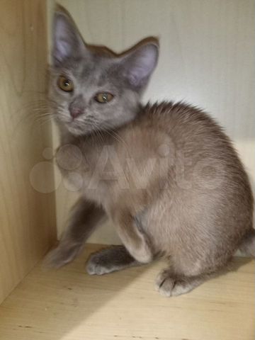 Малышку зовут Мышка