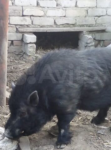 Вьетнамский вислобрюхий хряк