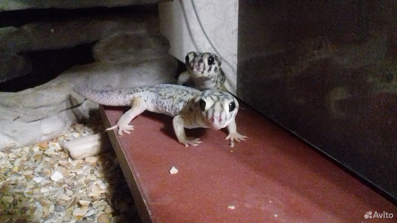 Сцинковые гекконы