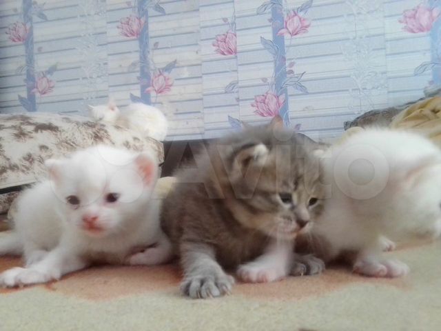 Сибирские котята