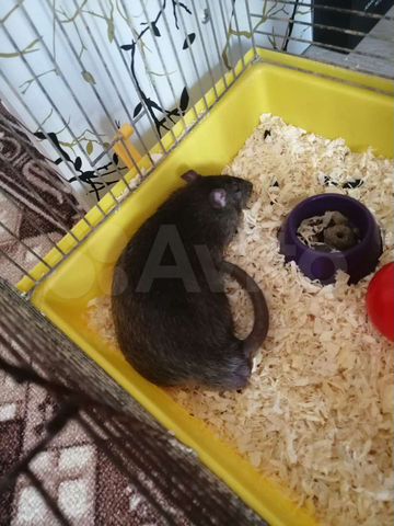 Крыса домашняя