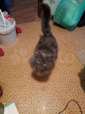 Отдадим кота