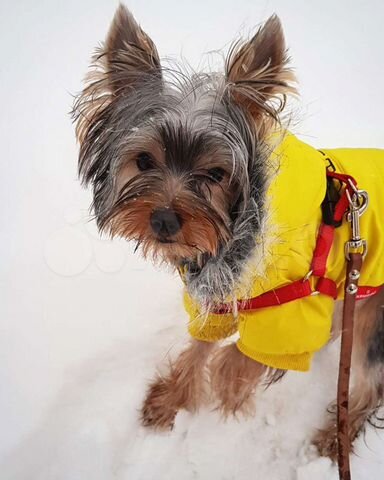 Йоркширский терьер