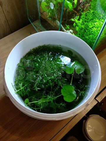 Прополка аквариум