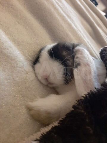 Вязка декоративного кролика