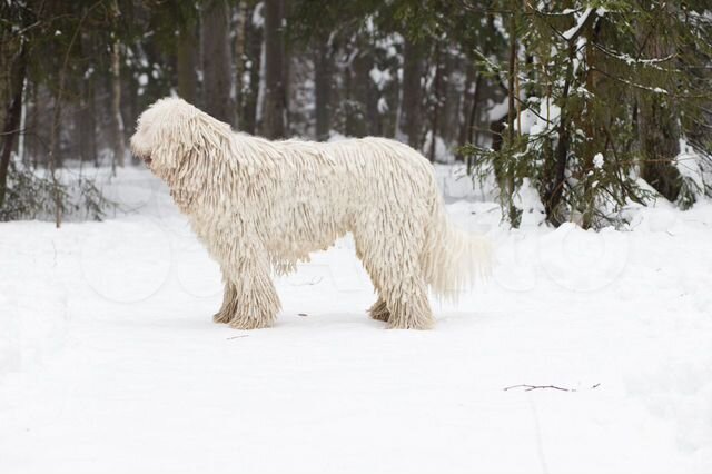 Комондор щенки продам