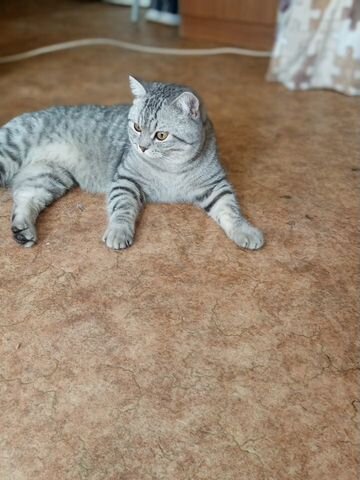 Котик Честер