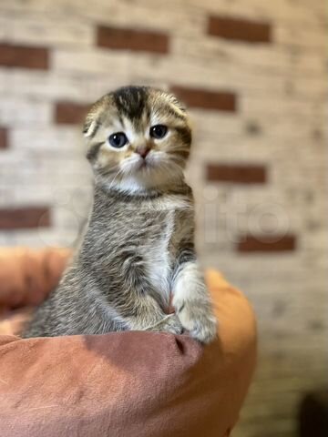 Черная золотая вислоушка. Дорого