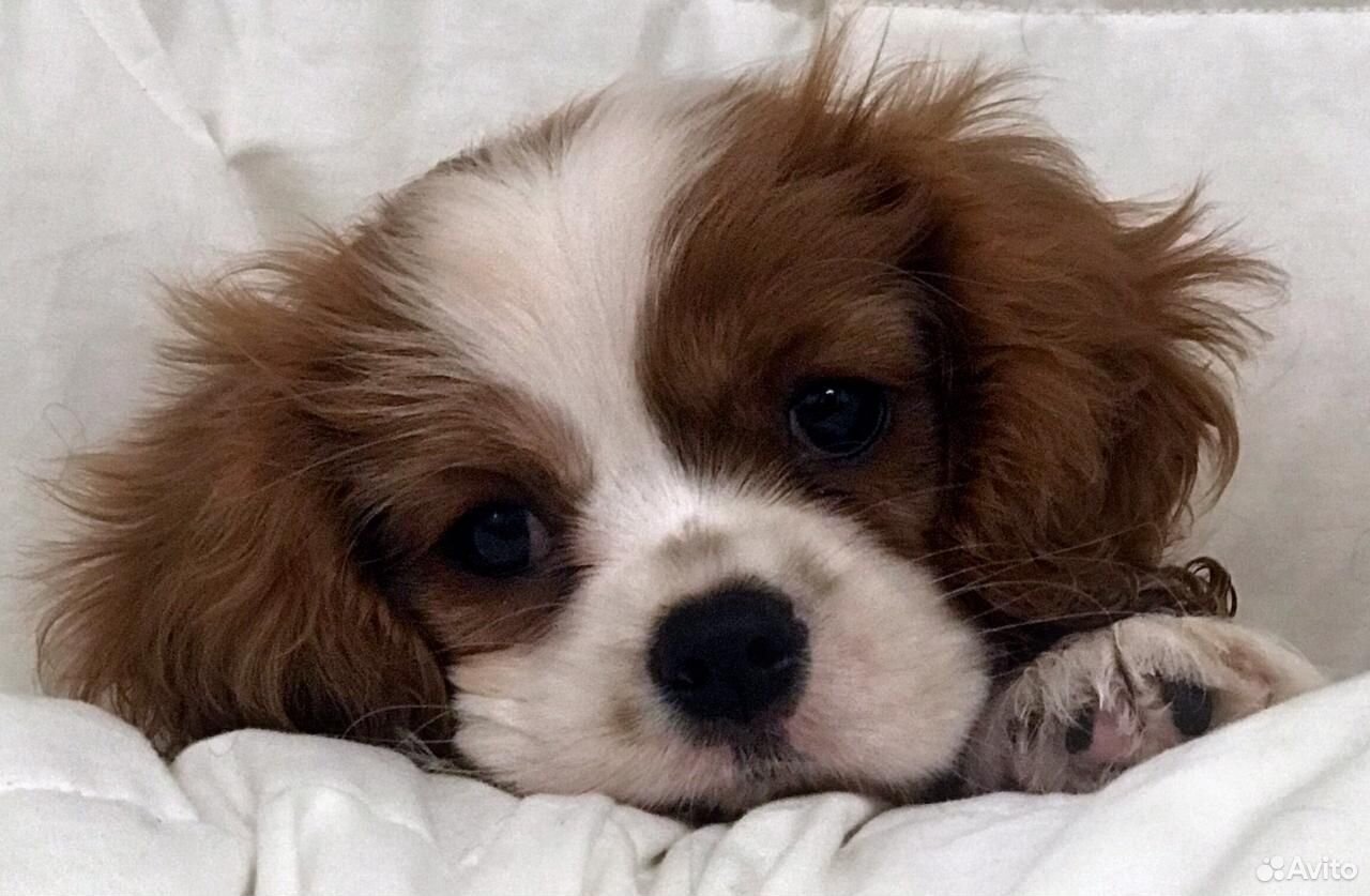 Красотка кавалер кинг чарльз спаниель
