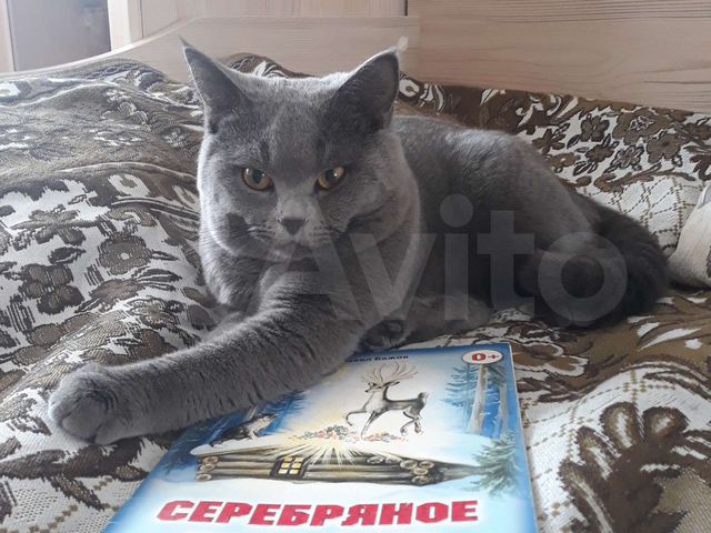 Кот на вязку