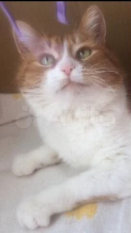 Кошка