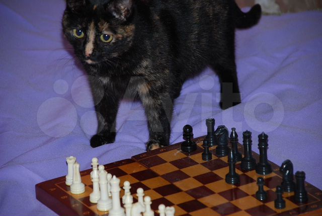 Кисуня в ответственные руки