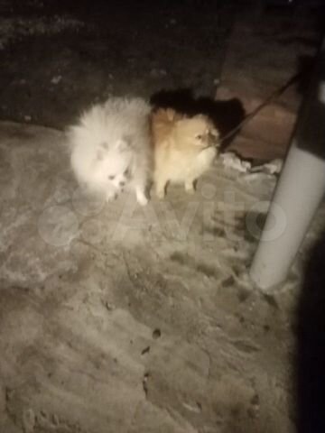 Вязка белого шпица