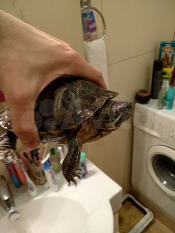 Красноухая Черепаха