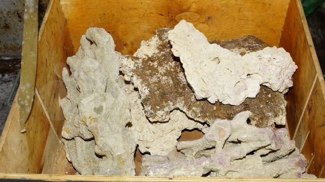 Кораллы в аквариум