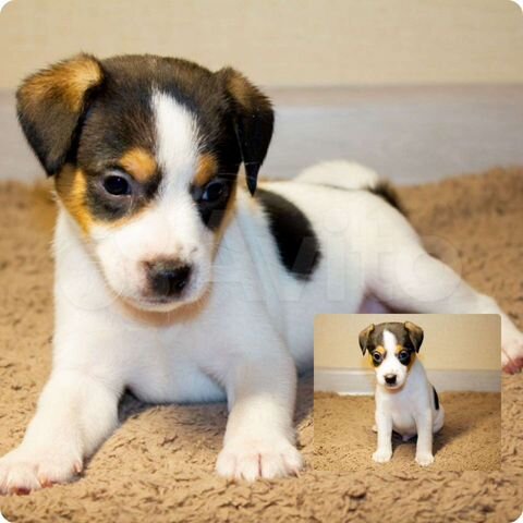 Щенки джек Рассел терьер