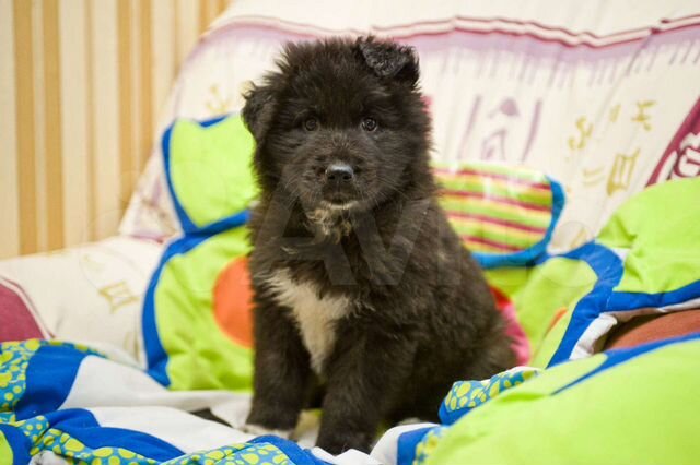 Крутой пацан ищет дом:)