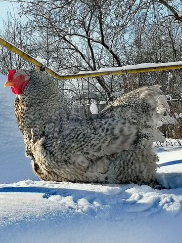 Петухи брама, брама полосатый, изабель