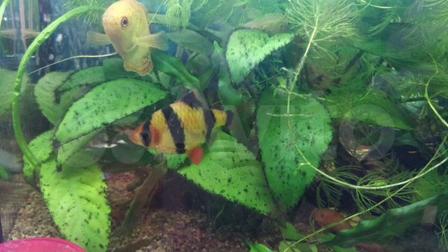 Рыбка барбус бесплатно