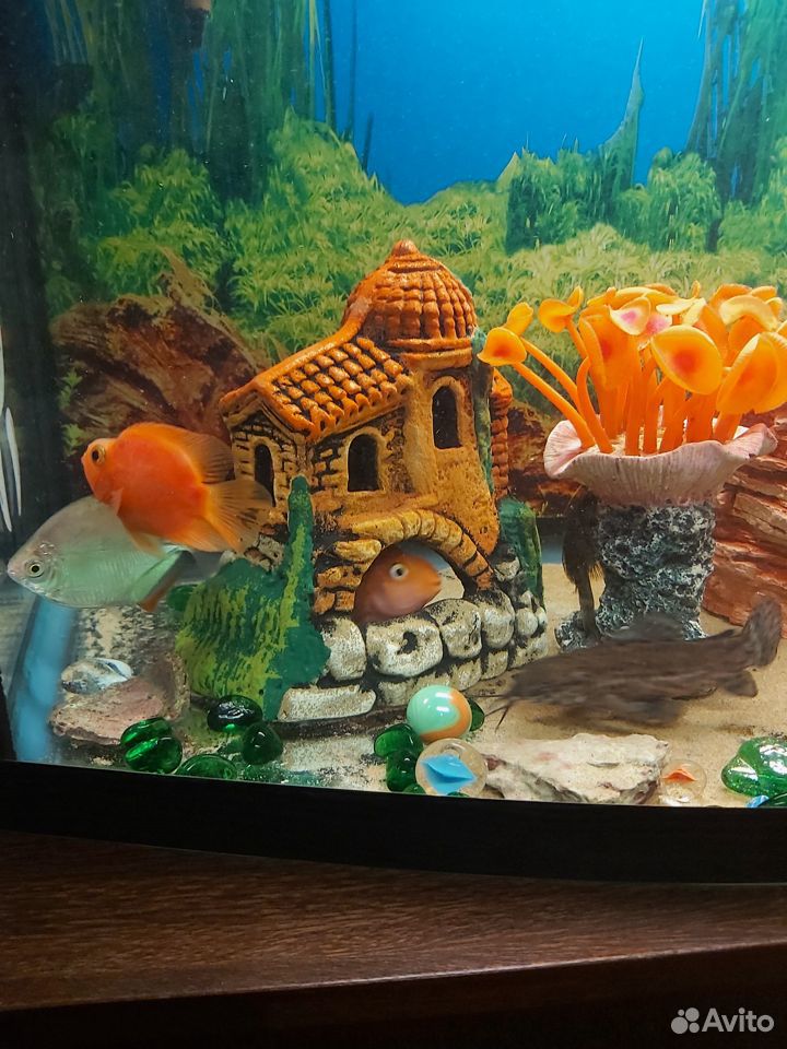 Аквариум 100л, и папугайчики и другие рыбки