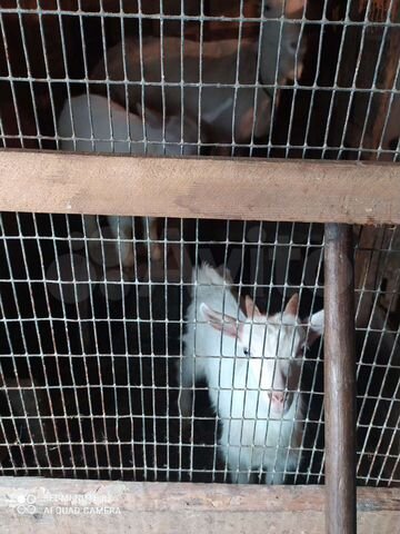 Продается коза Занинская с 2 козлятоми