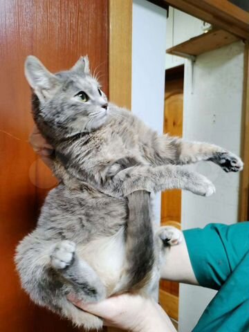 Котенок девочка 7 месяцев